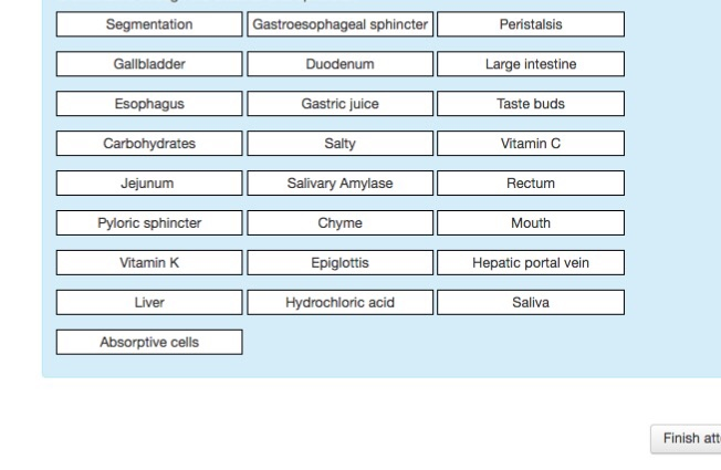 Solved Segmentation Gastroesophageal sphincter Peristalsis | Chegg.com