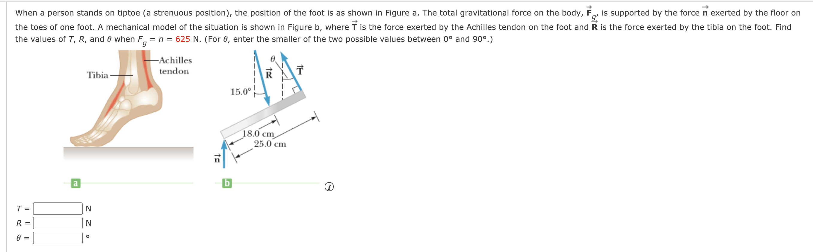 Solved the toes of one foot. A mechanical model of the | Chegg.com