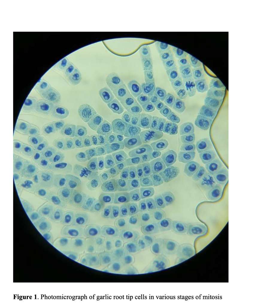 Solved TASK 2 - THE MITOTIC INDEX Complete the table based | Chegg.com