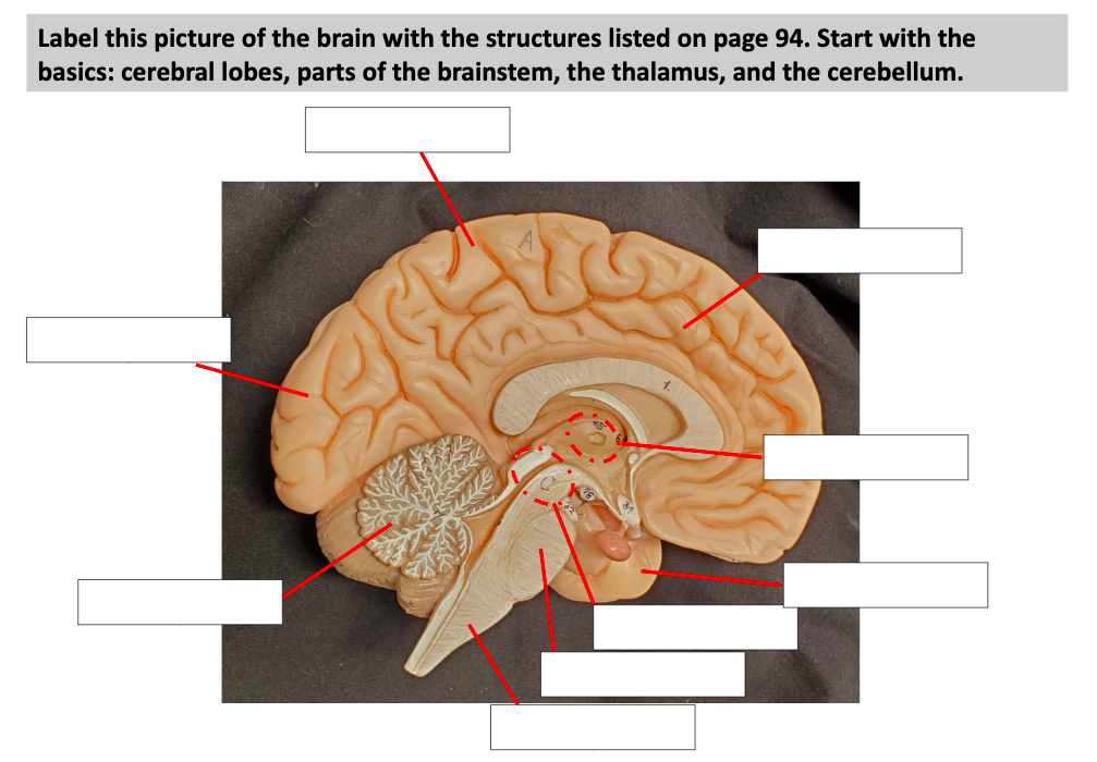 Solved Label this picture of the brain with the structures | Chegg.com