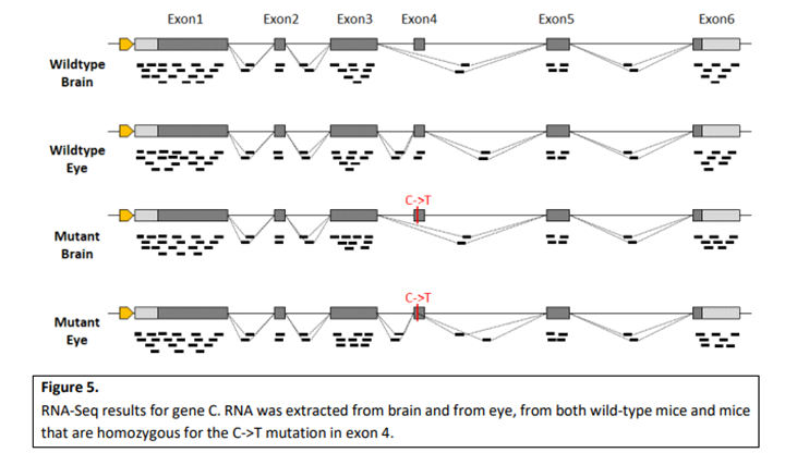 Solved Sequencing of a patient with an inherited eye defect | Chegg.com
