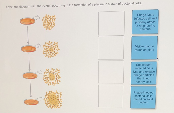 Solved Label the diagram with the events occurring in the | Chegg.com