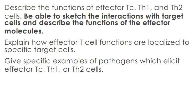 Solved Describe the functions of effector Tc, Thl, and Th2 | Chegg.com