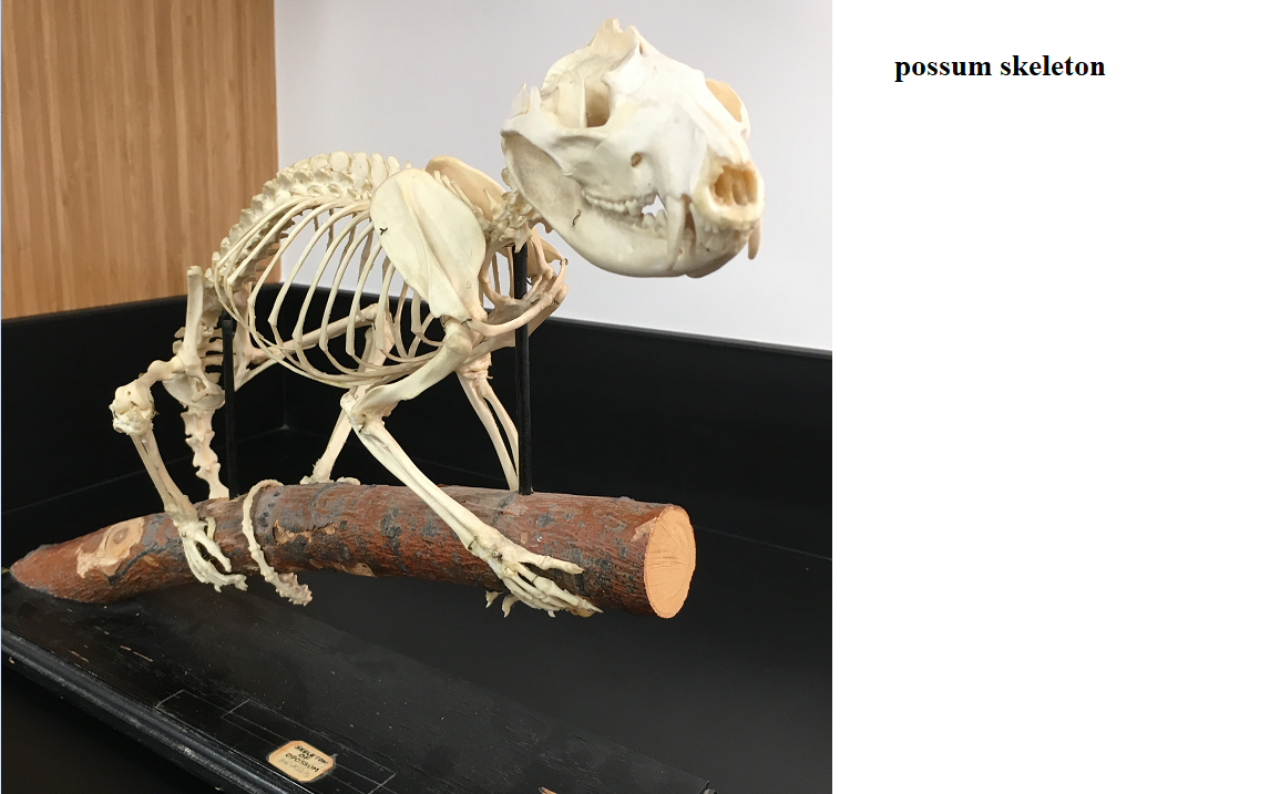 possum skeleton | Chegg.com