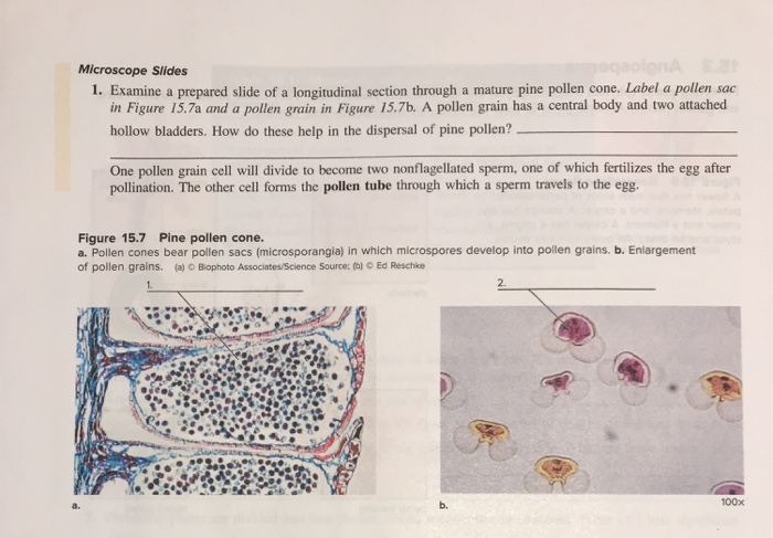 Pine Pollen Grain Labeled