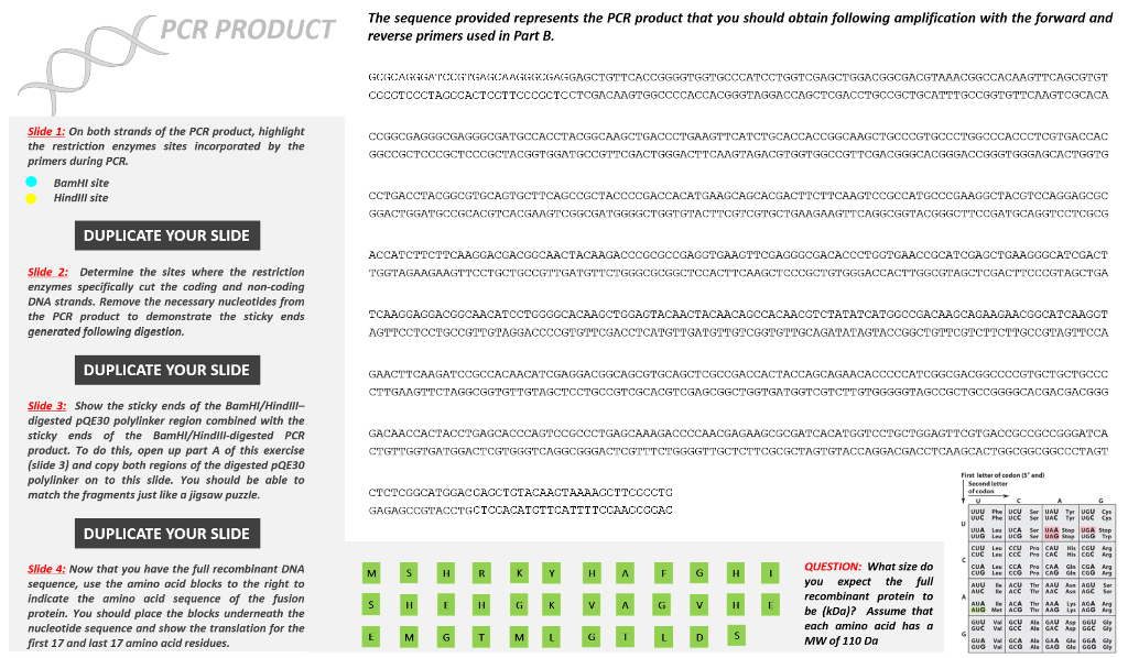 PCR PRODUCT xx Slide 1: On both strands of the PCR | Chegg.com
