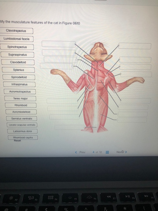 Solved tify the musculature features of the cat in Figure | Chegg.com