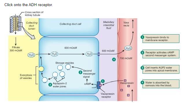 Solved Click onto the ADH receptor. Cross section of kidney | Chegg.com