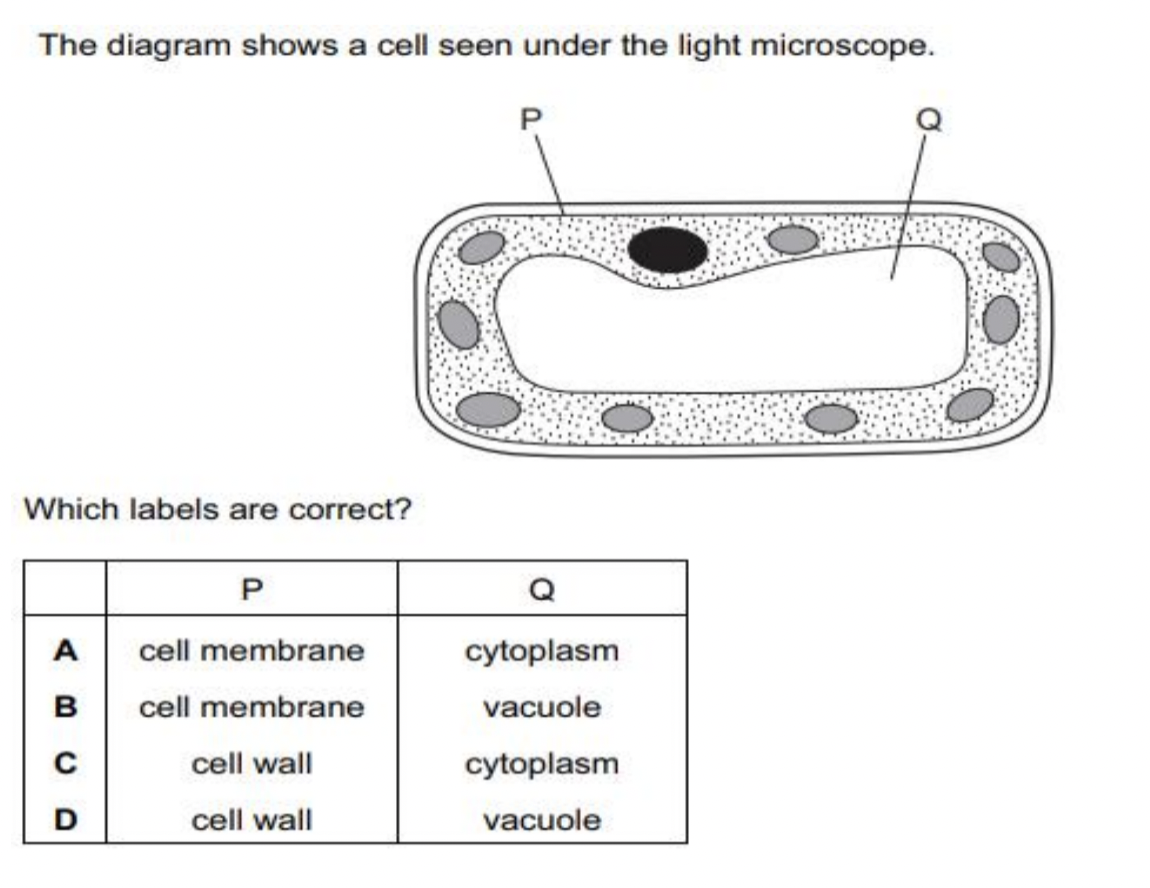 Cytoplasm Microscope