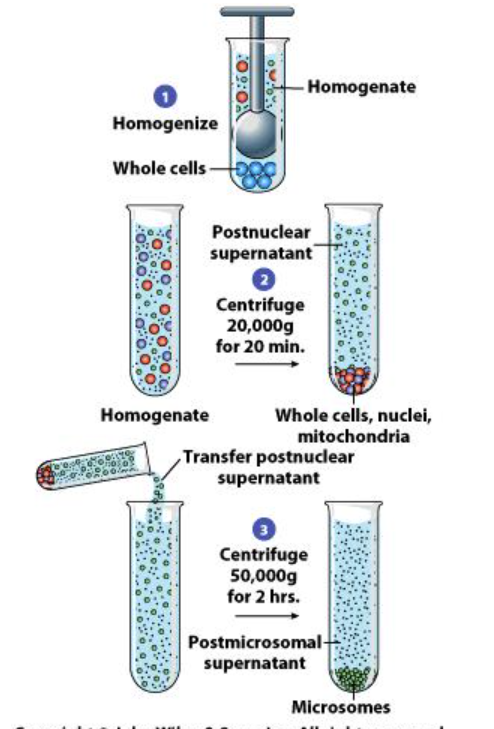 Solved In the figure below, a homogenization step is shown. | Chegg.com