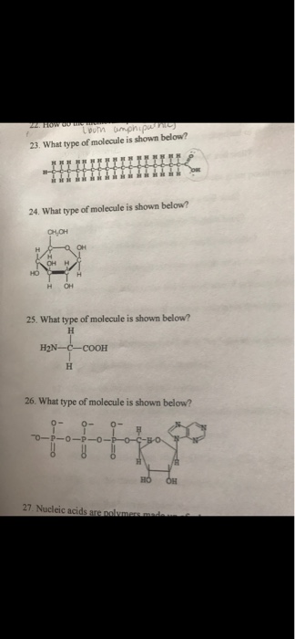 Solved 23. What type of molecule is shown below? 24. What | Chegg.com