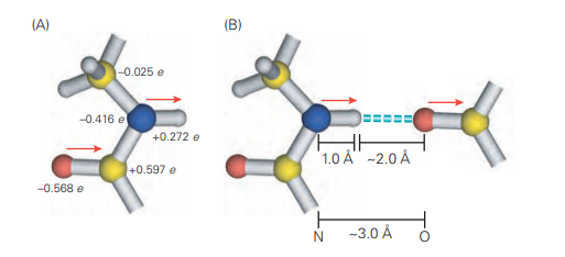 1.3. The hydrogen bond between two peptide bonds | Chegg.com