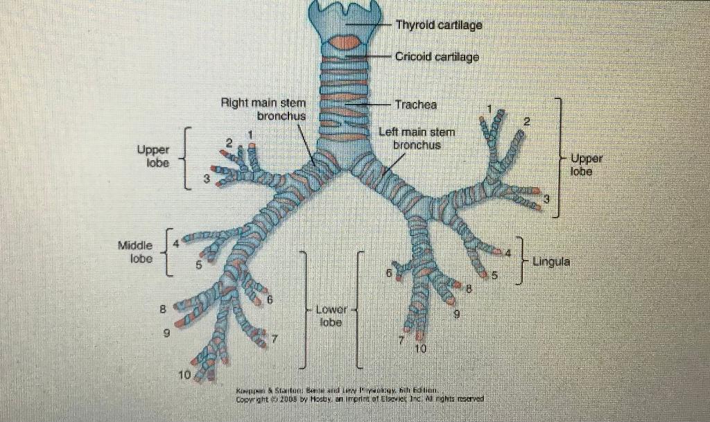 Solved Please label 1 - 10. With regards to the lobes, I | Chegg.com