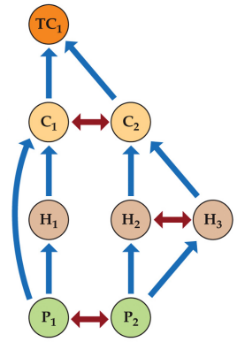 Solved 14) The diagram above shows different members of | Chegg.com