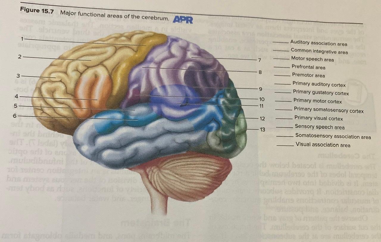 Solved Figure 15.7 Major functional areas of the cerebrum. | Chegg.com