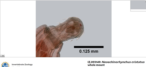 Solved Please label the proboscis and explain how form | Chegg.com