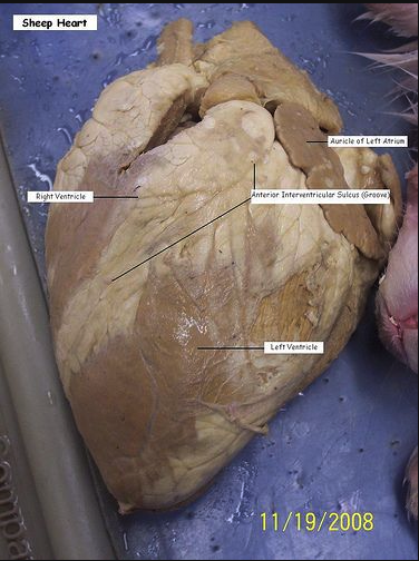 Interventricular Sulcus Sheep Heart