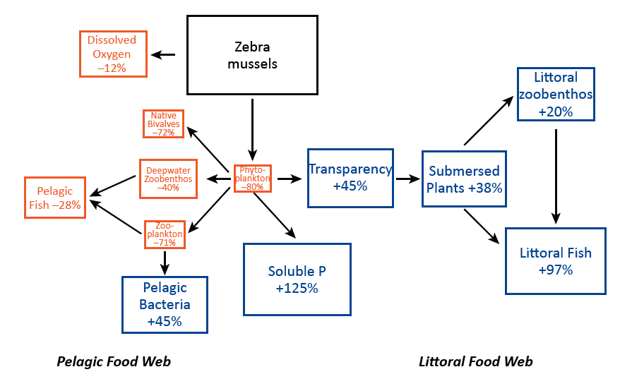 Zebra Mussels Food Web