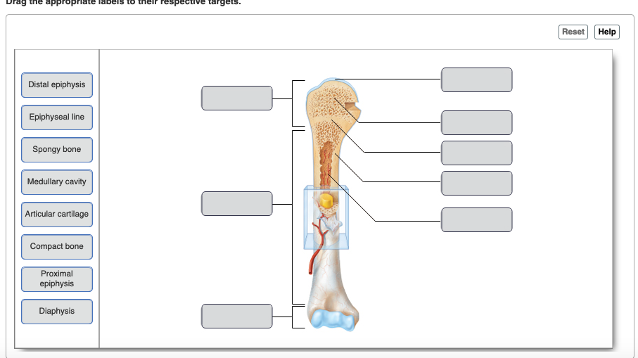 Solved Drag the appropriate labels to their respective | Chegg.com