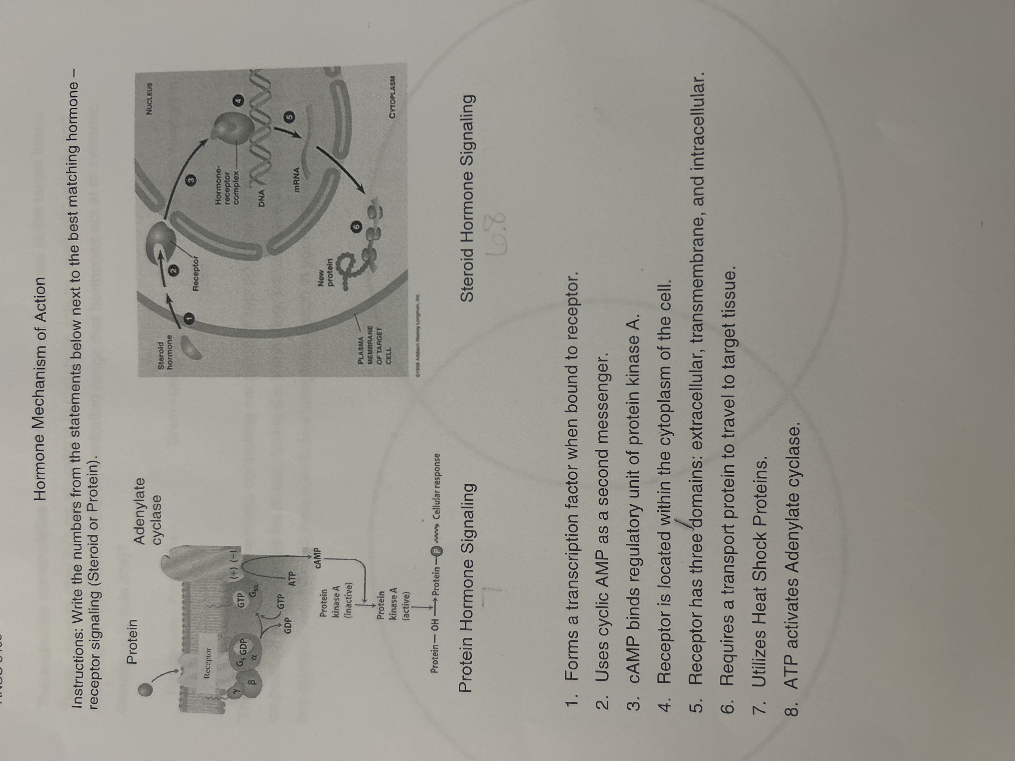 Solved ANSC 3408 Hormone Mechanism of Action Instructions: | Chegg.com