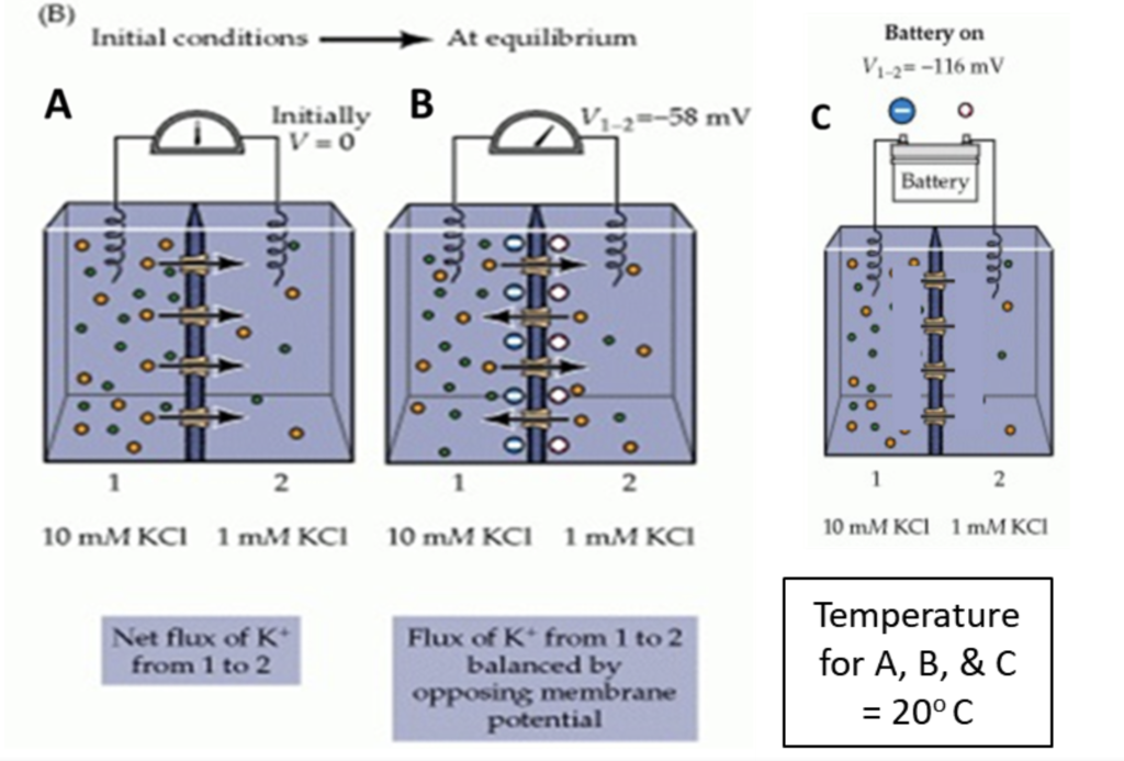 Solved (B) Initial conditions At equilibrium Battery on | Chegg.com
