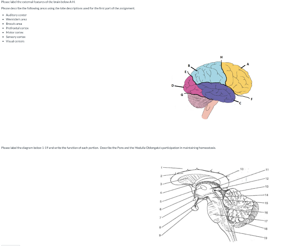 Solved Please label the external features of the brain below | Chegg.com