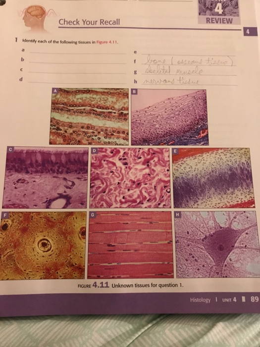 Anatomy And Physiology Archive | February 08, 2018 | Chegg.com