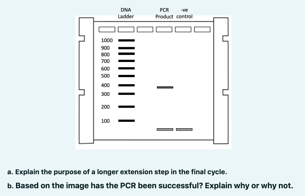 Solved DNA Ladder PCR -ve Product control 1000 900 800 700 | Chegg.com
