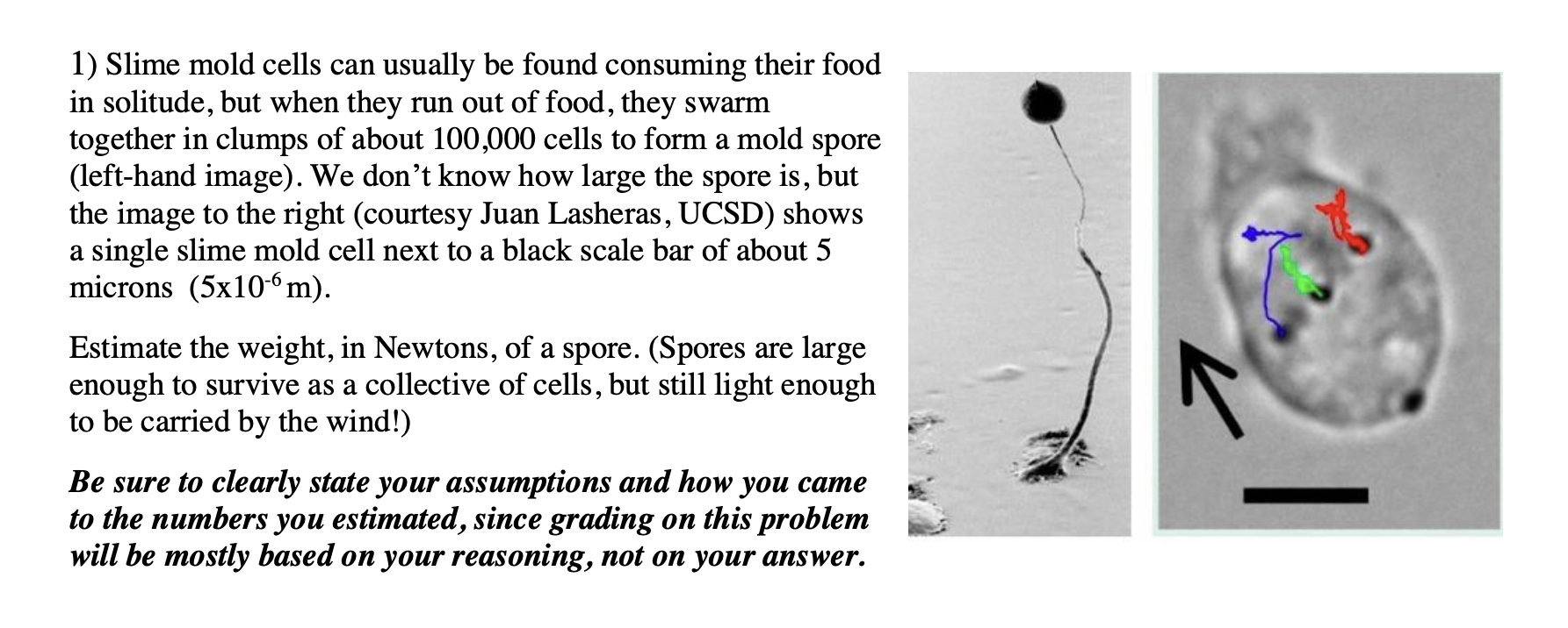 Solved 1) Slime mold cells can usually be found consuming | Chegg.com
