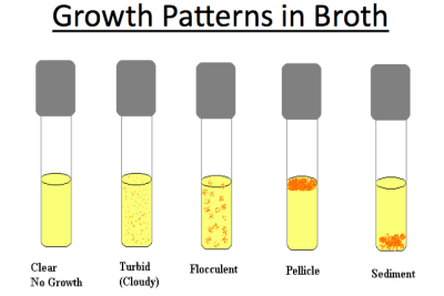 Solved Draw a table and write the description of the growth | Chegg.com