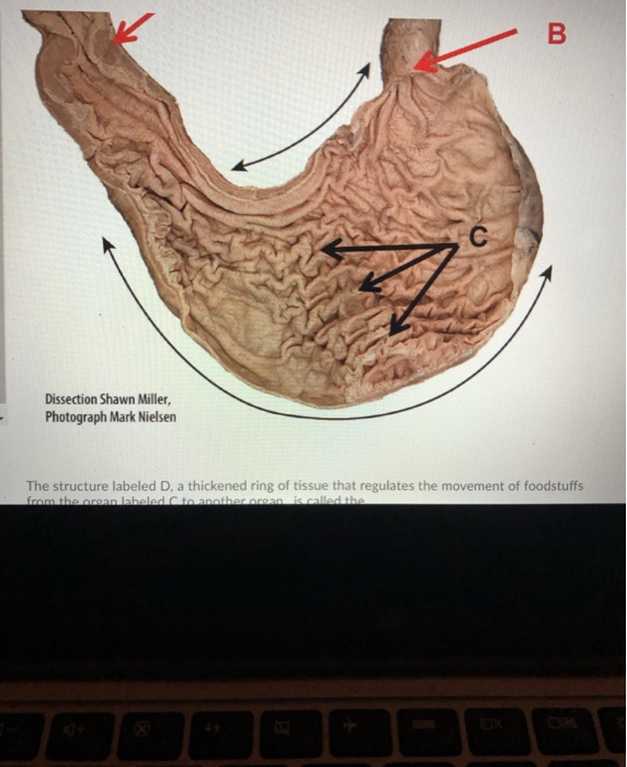 Solved Dissection Shawn Miller, Photograph Mark Nielsen | Chegg.com
