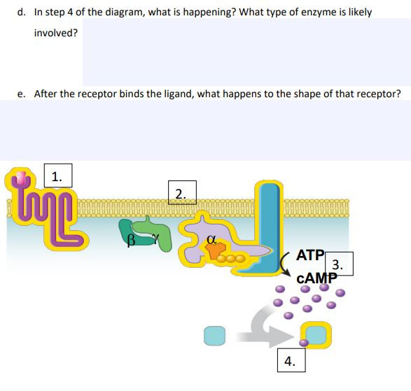 Solved - Use the diagram of GCPR below to answer the | Chegg.com