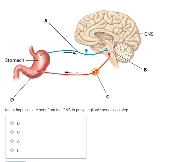 Solved CNS Stomach Motor impulses are sent from the CNS to | Chegg.com