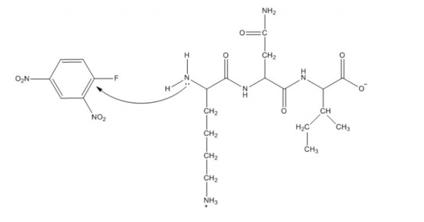 Solved In the Sanger method, the carbon atom of the reagent | Chegg.com