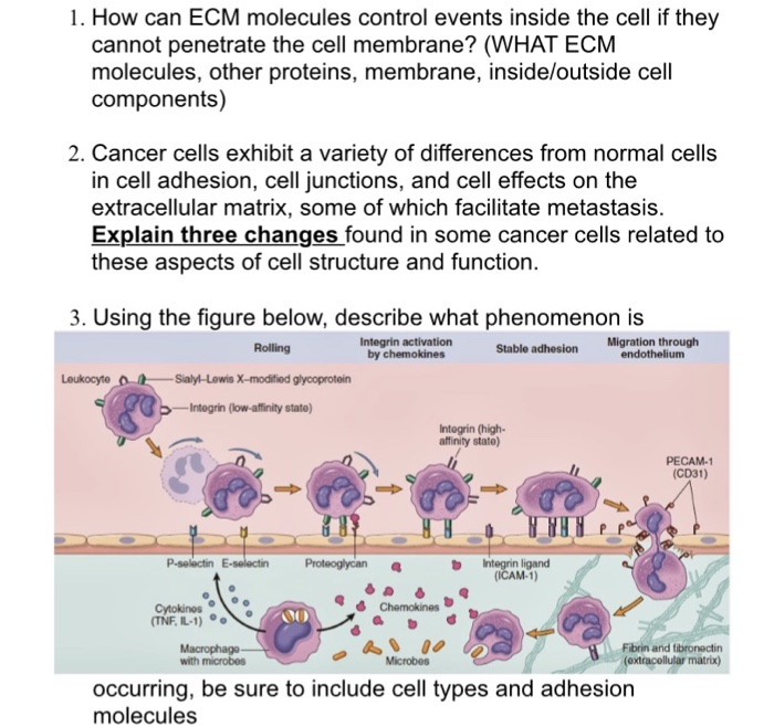 Solved 1. How can ECM molecules control events inside the | Chegg.com