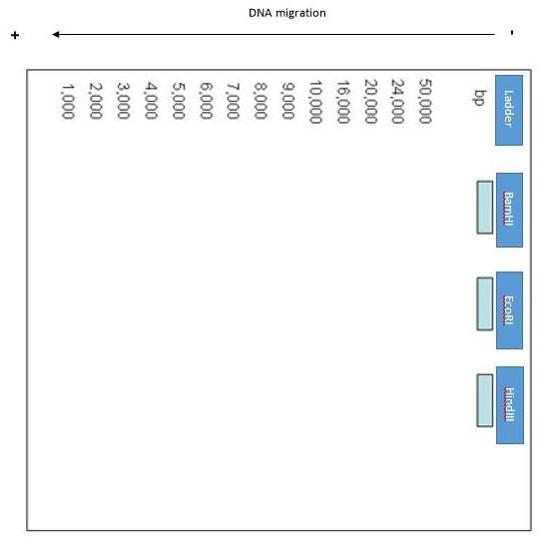 Solved Question 1: Restriction sites of Lambda (λ) DNA - in | Chegg.com