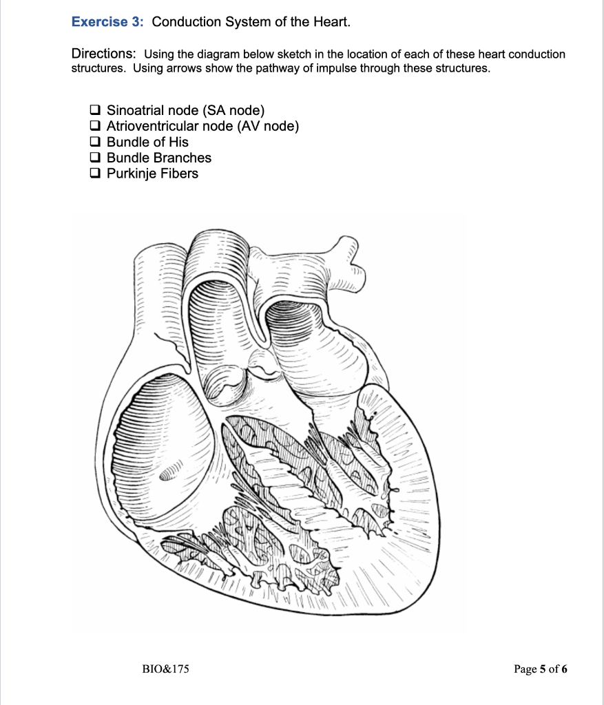 Solved Conduction System of the Heart. Directions: Using the | Chegg.com