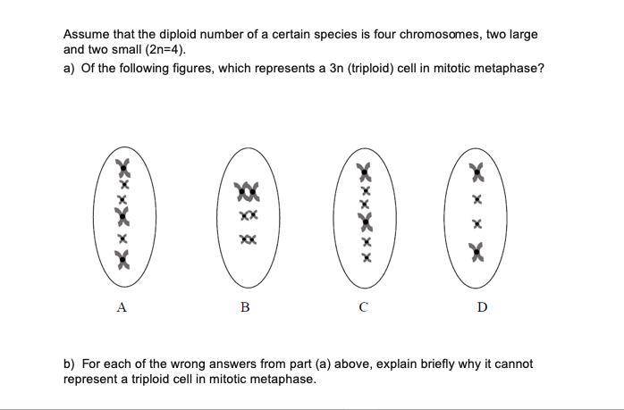 Solved Assume that the diploid number of a certain species | Chegg.com