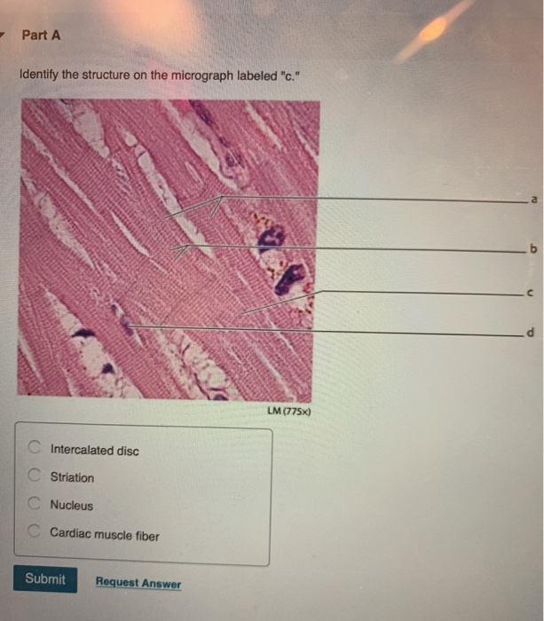 Solved PartA Identify the structure on the micrograph | Chegg.com
