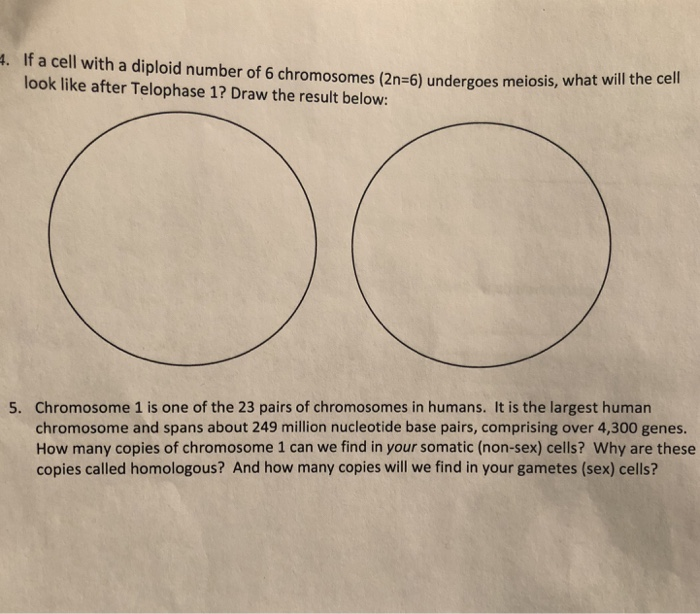 Solved . If a cell with a diploid number of 6 chromosomes | Chegg.com