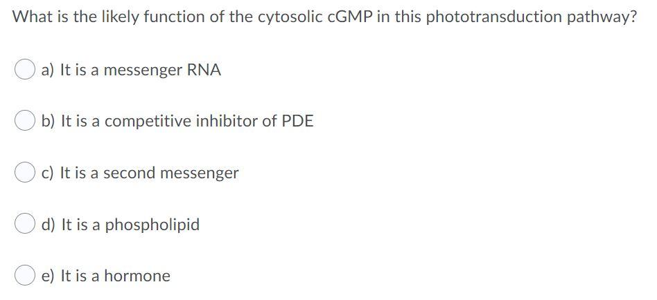 Solved What is the likely function of the cytosolic cGMP in | Chegg.com