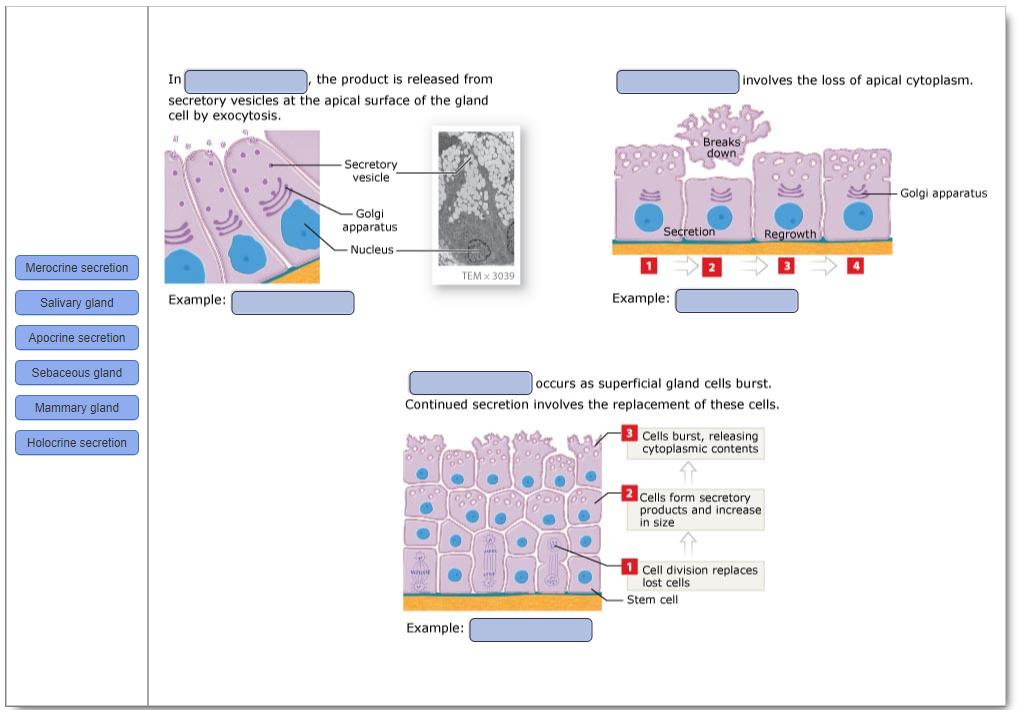 Solved involves the loss of apical cytoplasm. In the product | Chegg.com