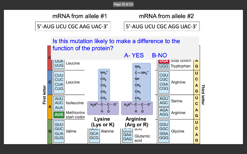 Solved Page 19 of 24 mRNA from allele #1 5′-AUG UCU CGC AAG | Chegg.com