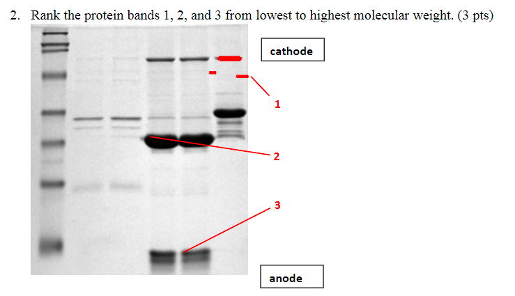 Solved 2. Rank the protein bands 1, 2, and 3 from lowest to | Chegg.com
