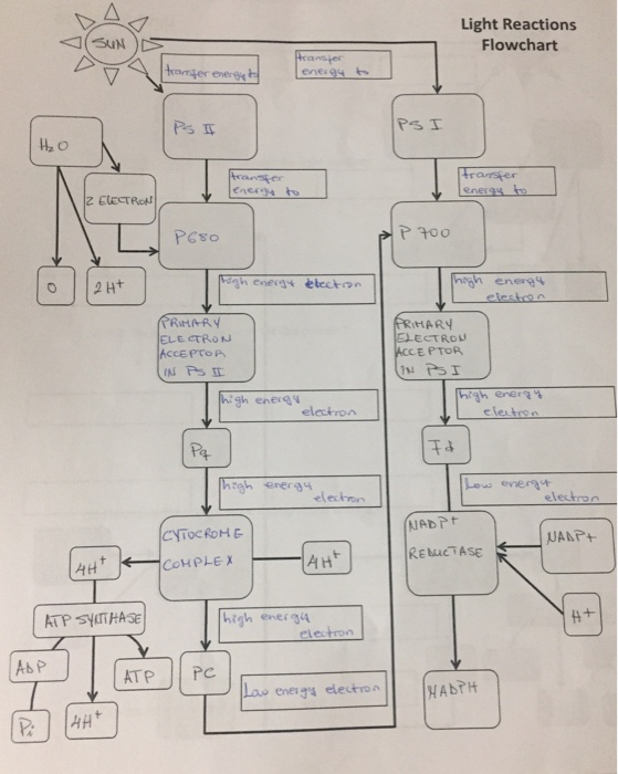 Solved Light Reactions Flowchart Ps耳 PGso P 100 igh energ | Chegg.com