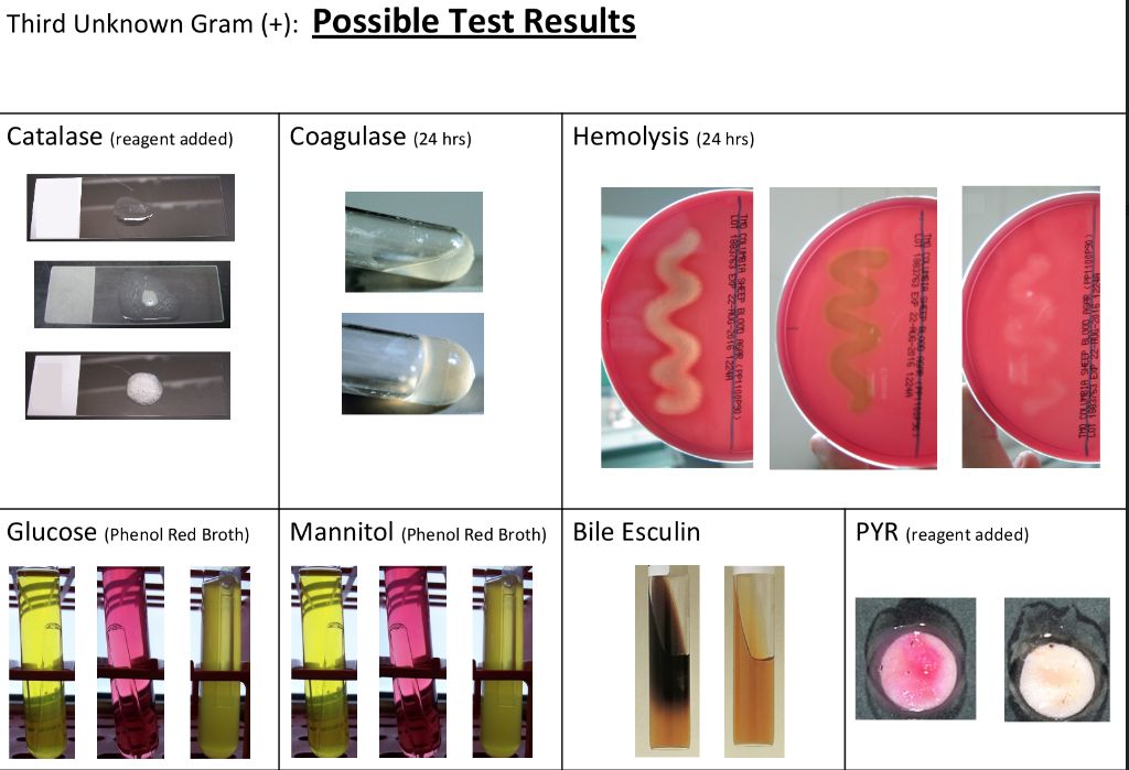 Solved Chart A - Gram-positive, Catalase-Positive Cocci | Chegg.com