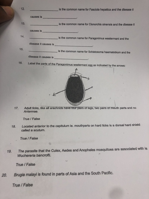 Solved 12. is the common name for Fasciola hepatica and the | Chegg.com
