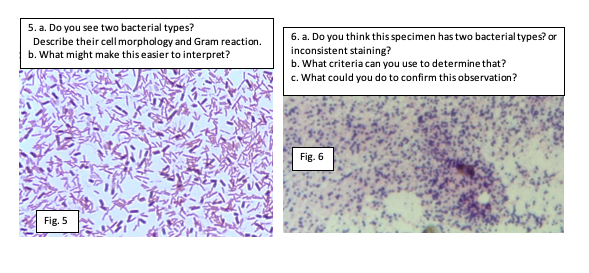 Solved Interpreting Results of Gram stain Procedure 1. a. | Chegg.com
