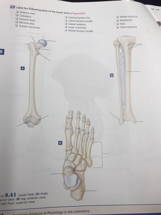 Lower Leg Anatomy Quiz Mri Radiopaedia Hamstring Limb Axial Radiology Lower Leg Anatomy Quiz Mri Radiopaedia Hamstring Limb Axial Radiology