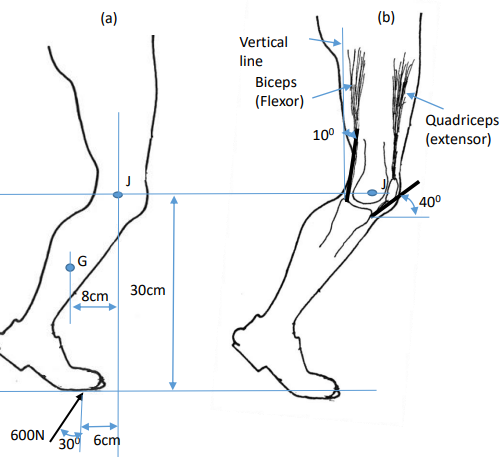 Solved At the shown position, the measured ground reaction | Chegg.com